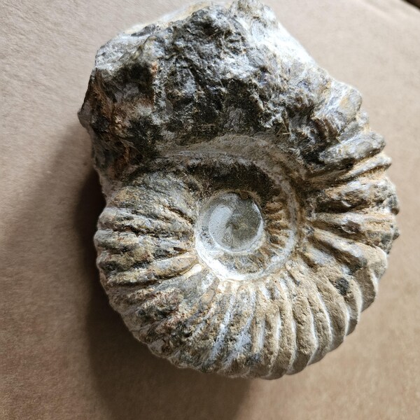Flash Sale!!** LARGE (1) Raw Ammonite Fossil Cephalopod - 250 Million ...