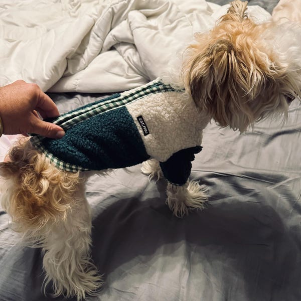 French Beret Hat, Hat for Dog, Dog Hat, Dog Beret, Dog Costume, Pet ...