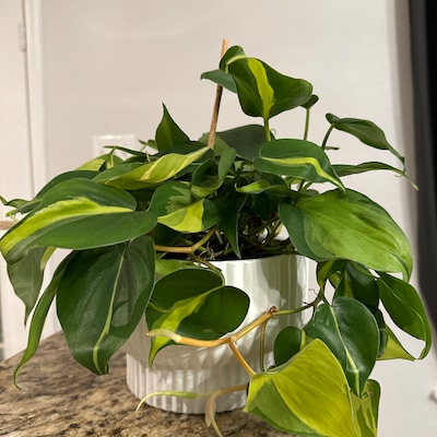 LIVE 6 Inch Pot Brazilian Philodendron Scandens Brazil, Trailing ...