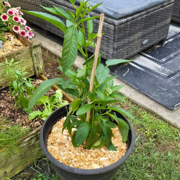 20 Seeds of the Rare Tamarillo Variety 'camo'. Tree Tomato. - Etsy