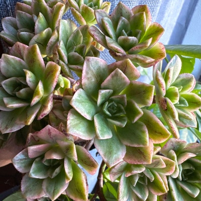 Rare Dudleya Farinosa Cluster Old Trunk Live Rooted , Get 2 Free ...