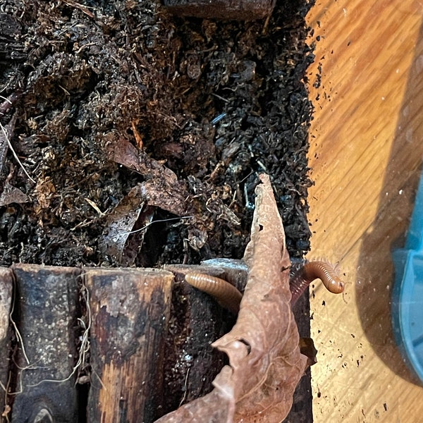 Shredded Rotten Wood (flake Soil) Beetle, Millipede, Isopod Substrate ...