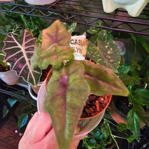 Alocasia Jacklyn rare Plant : Indoor Plants Easy Care Houseplant ...