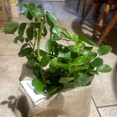 Happy Retirement Rose Bush Gift Wrapped Help A Colleague or Friend ...