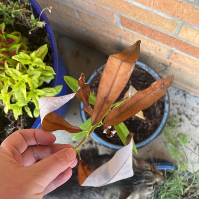 Chinese Elm Quart Container - Etsy