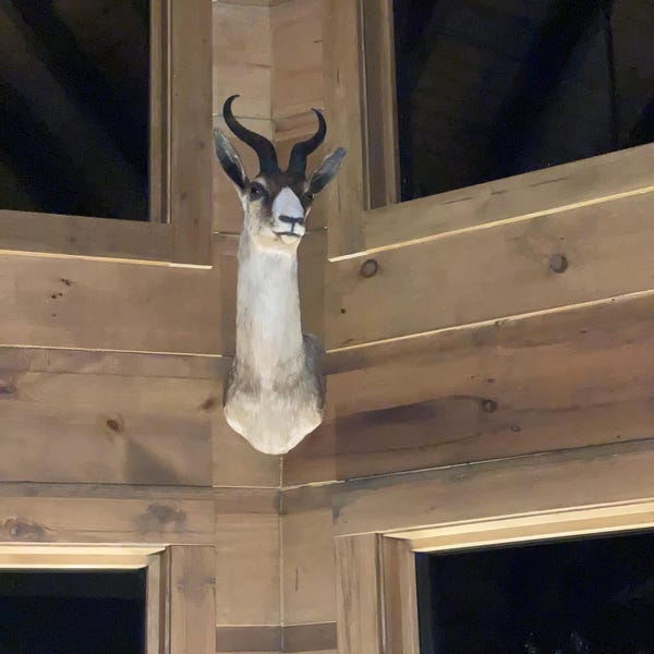 Dark Wide 5x4 Mule Deer Antler Horn Fake Skull Mount Taxidermy Rack Man ...