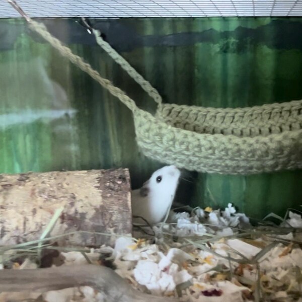 Rat Sweater for Rat Crochet Sweater for Small Pet Sweater for Fancy Rat ...