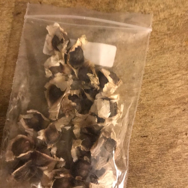 Free Shipping, Indian Hybrid Okra Seeds F1 Sumruddh Non-gmo for Desi ...