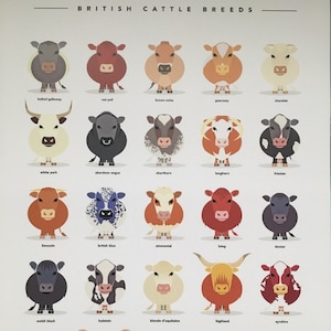 Cow Breeds Print Cattle Breeds Poster British Cow Breeds Cow Poster ...