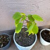 Prolific Kiwi Tree - Hardy Kiwi Prolific Plant - 4-6 Inches Starter ...