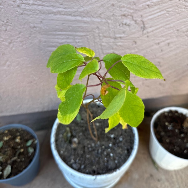 Prolific Kiwi Tree - Hardy Kiwi Prolific Plant - 4-6 Inches Starter ...