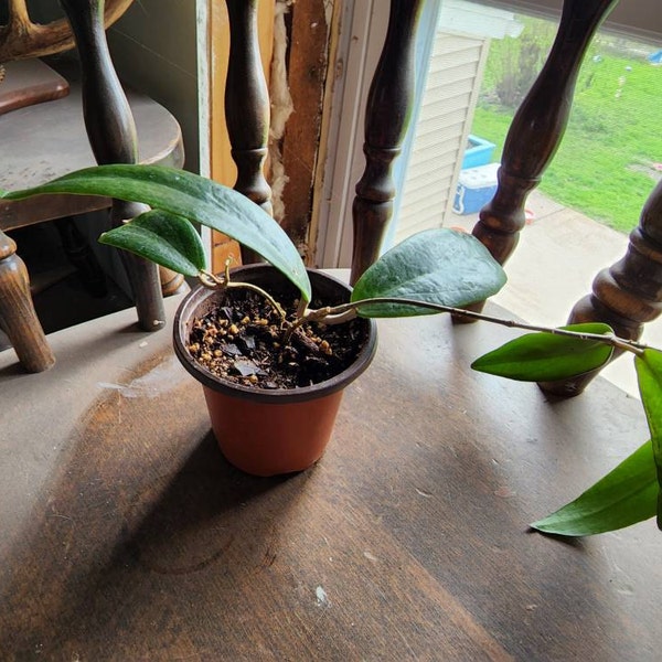 Hoya Keysii (hoya Australis) 1yo Plant With 5-6 Leaves Well Rooted ...