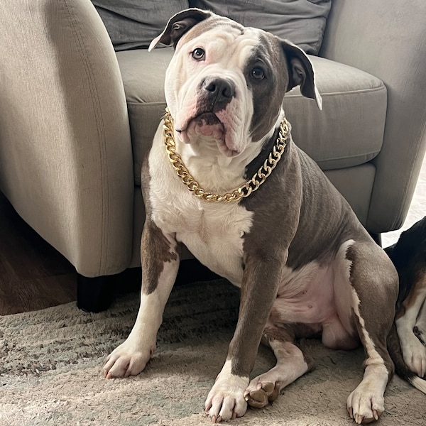 Iced Out Tennis Dog Chain/ Collar (SILVER, PINK, ROSEGOLD) - Etsy