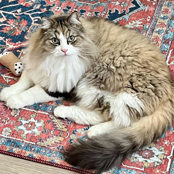 Catnip Cannoli Cat Toy - Etsy