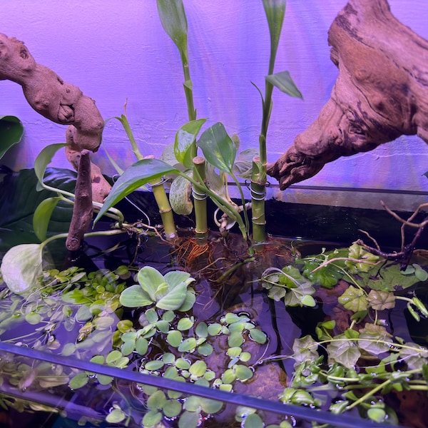 Floating Plant Package #1, Frogbit + Dwarf Water Lettuce + Water ...