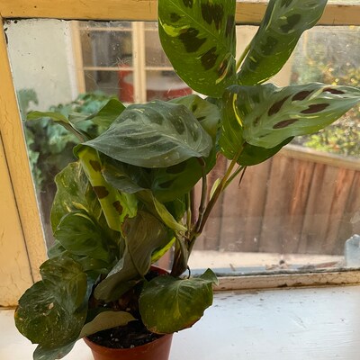 Variegated Maranta Beauty Kim 4 Pot ALL PLANTS Require You to Purchase ...