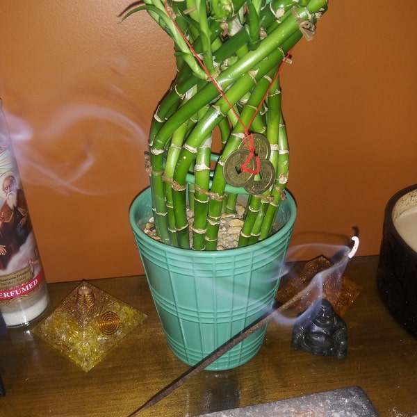 Laurel Leaf Incense - Bay Leaf Incense - Mini Hand Rolled Incense ...