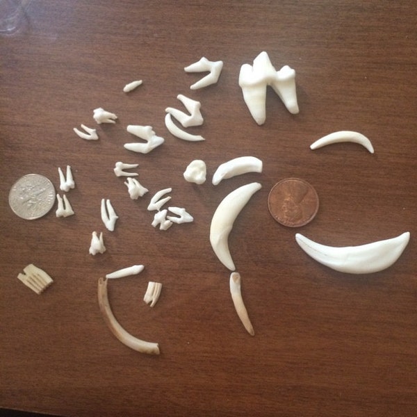 Real Animal Teeth - Assorted Species - 25 Pieces - Stock No. 1-52 - Etsy