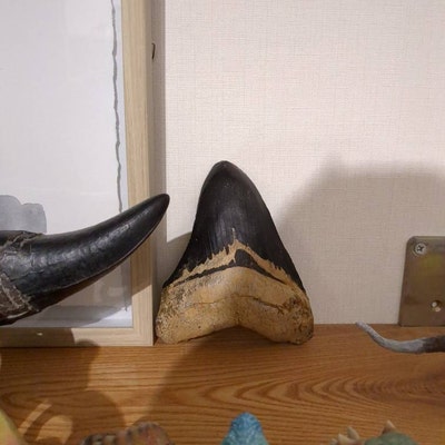 Archaeopteryx in Matrix the berlin Specimen - Etsy