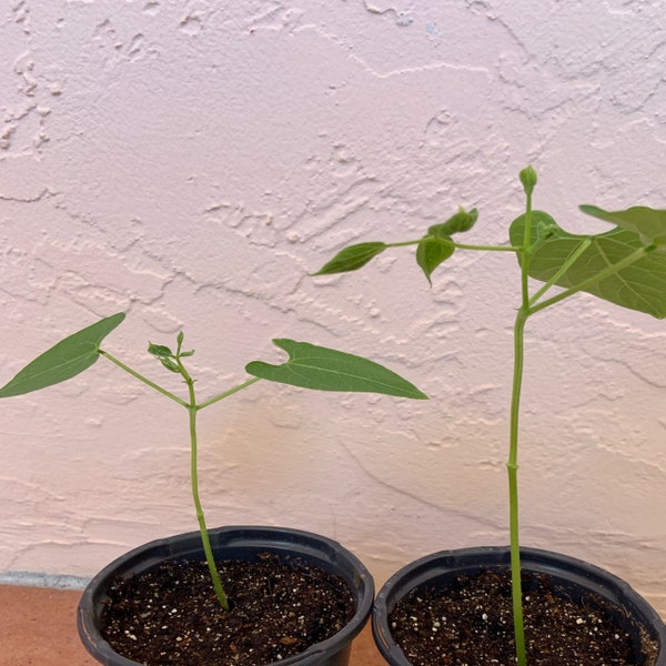 French Green Beans, Fin De Bagnol, 15 Seeds Certified Organic, French ...