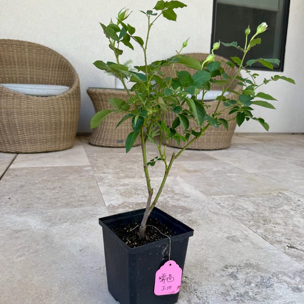 Rose M-perzik US Seller 佩尔朱克 1 Gallon - Etsy