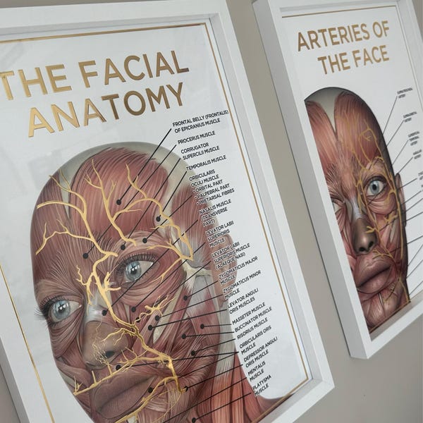 Poster Anatomie des muscles faciaux déjoués surélevés - Etsy France
