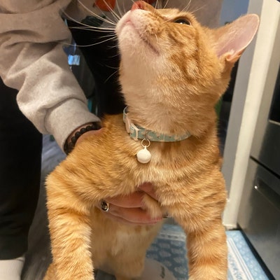 Strawberry Cat Collar Strawberry Kitten Collar Strawberry Collar ...