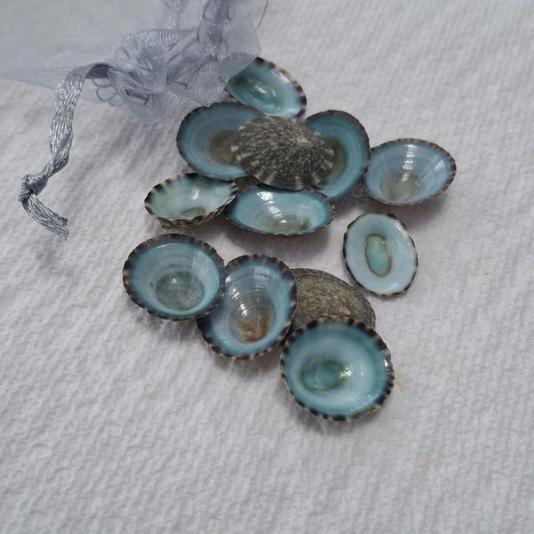 Blue Limpet Seashells Hand Selected - Etsy