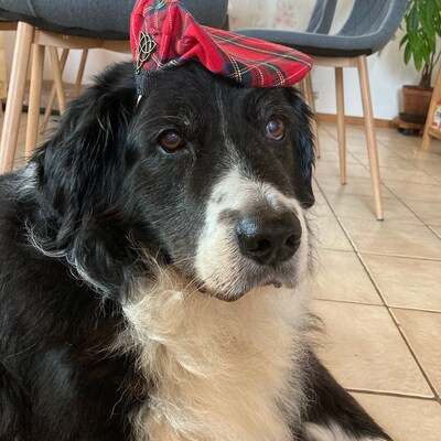 Balmoral Bonnet Dog Hat, Dog Hat, Caubeen Dog Hat, Dog Cap, Dog Bonnet ...