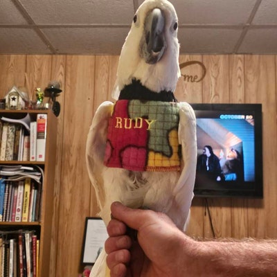 Red Feather Protector for Plucking Parrots/birds Bespoke Babesinthehood ...