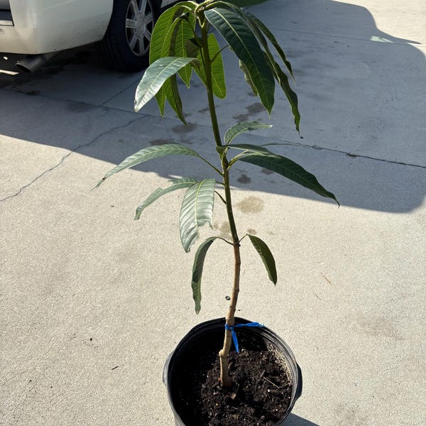 Live Ambika Mango Tree Rare Indian Variety Sweet Fiberless Fruit Approx ...