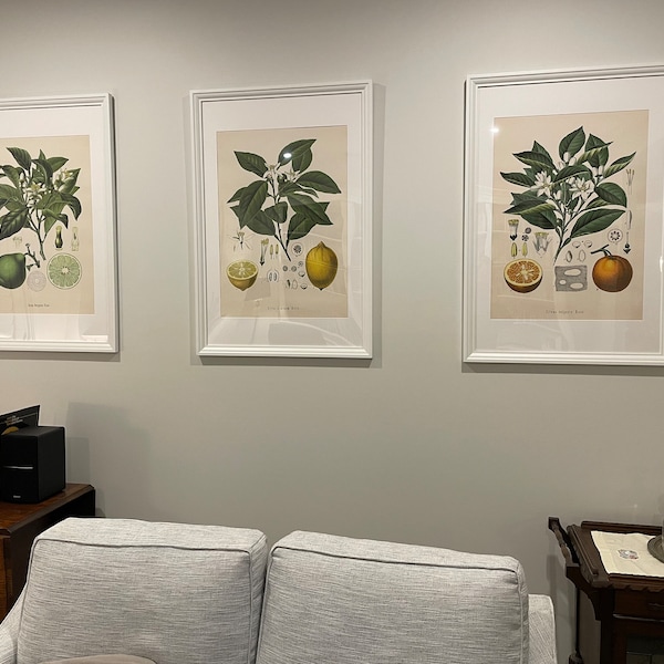 Framed Anatomy Print Set of 2, Framed Art, Anatomy Posters, Anatomy ...
