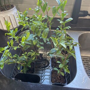 Camellia Sinensis live Tea Plant Propagated From Plants at Former ...