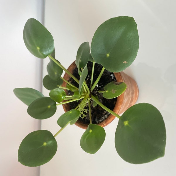 Baby Chinese Money Plant/pilea Peperomioides/mini House Plant - Etsy UK