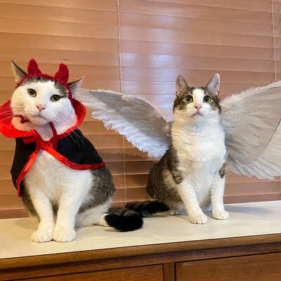 Devil Cat Hat, Devil Pet Costume, Devil Horns for Cats, Devil Costume ...