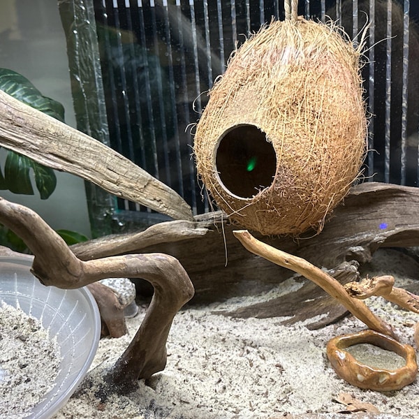 Coconut Hide -comes in 2 Sizes (great for Crested Geckos, Leopard ...