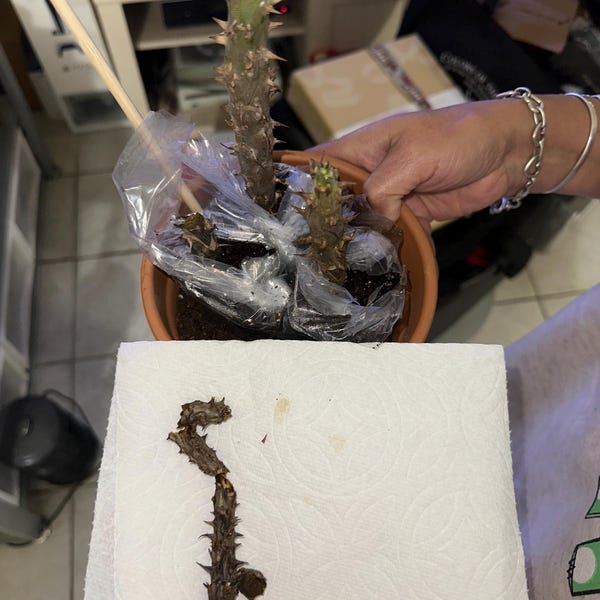 Royal Intenz Magnifica Medinilla Plantlive Well Rooted Starter Plant ...