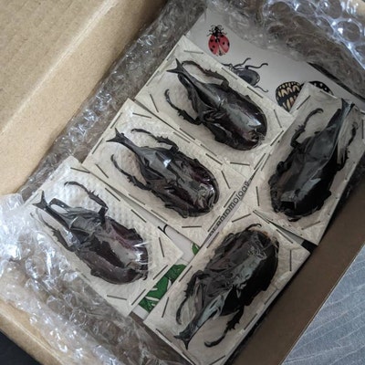 Mixed Pack of Insect Specimens Assorted Unmounted Invertebrates ...