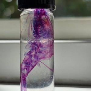 Blue Octopus Wet Specimen on Gothic Stand Oddities Collector Unique ...