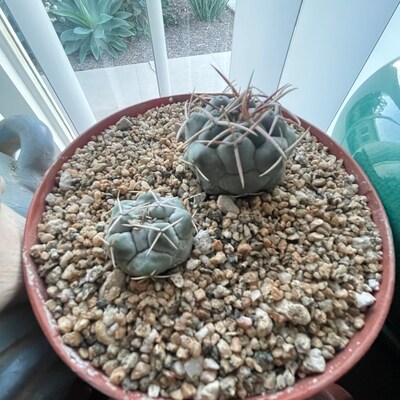 Neoraimondia Herzogianai baseball Bat Cactus 3.5 Inch Pot - Etsy