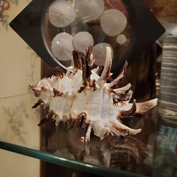 Murex Endiva Shell: Long Spine Seashell for Beach Wedding Decor - Etsy