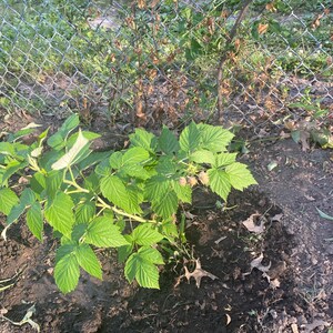 2 Raspberry Plants Joan J Completely Thornless Everbearing - Etsy