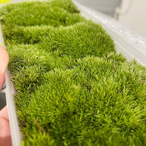 Live Clean and High Quality Planted Sheet Moss & Cushion Moss - Etsy