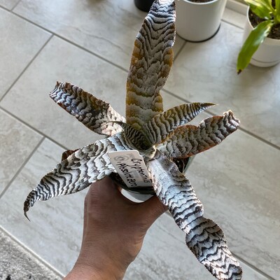 BROMELIAD LIVE Cryptanthus absolute Zero Potted - Etsy