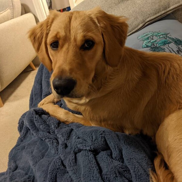 Fox Red Labrador Fathers Day Card - Etsy