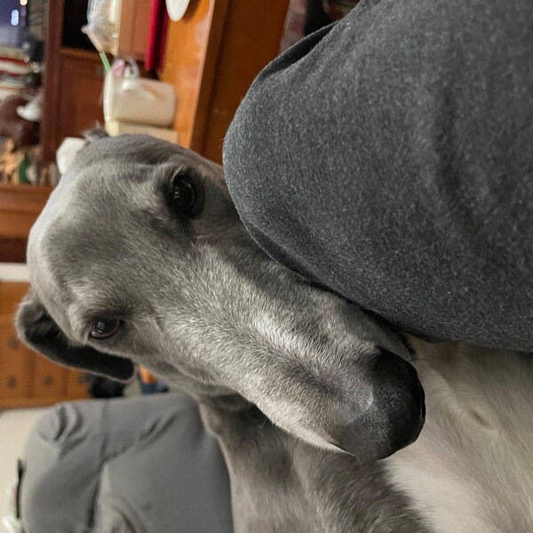 Greyhound Paper Piecing Pattern in PDF - Etsy