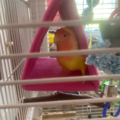 Handmade Cozy Bird Tent With a Perch. Perfect for Caiques - Etsy