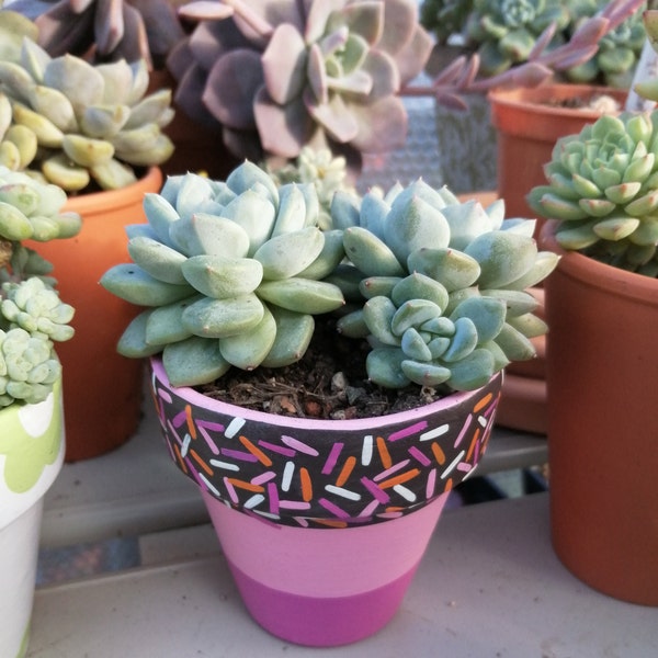 Hand Painted Baby Blue Bumble Bee Indoor Plant Pot, Terracotta Planter ...