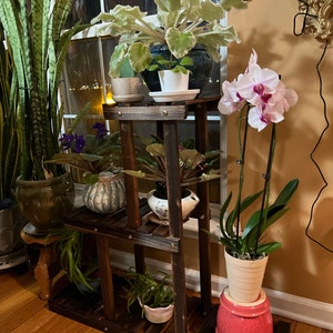 50 Seeds Blue Raspberry Bush SWEET EDIBLE Berry Fruits - Etsy