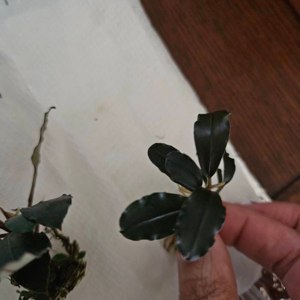 Bucephalandra Brownie Helena | Ships From Austin, Texas - Etsy